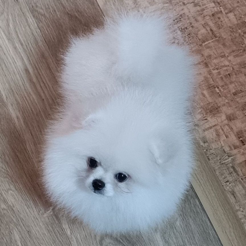 Померанский шпиц, щенок