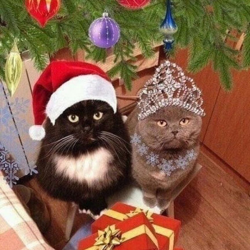 Котики ищут