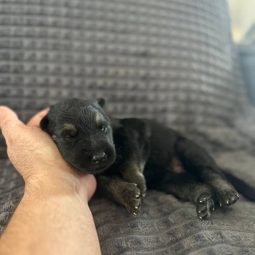 Восточно европейская овчарка