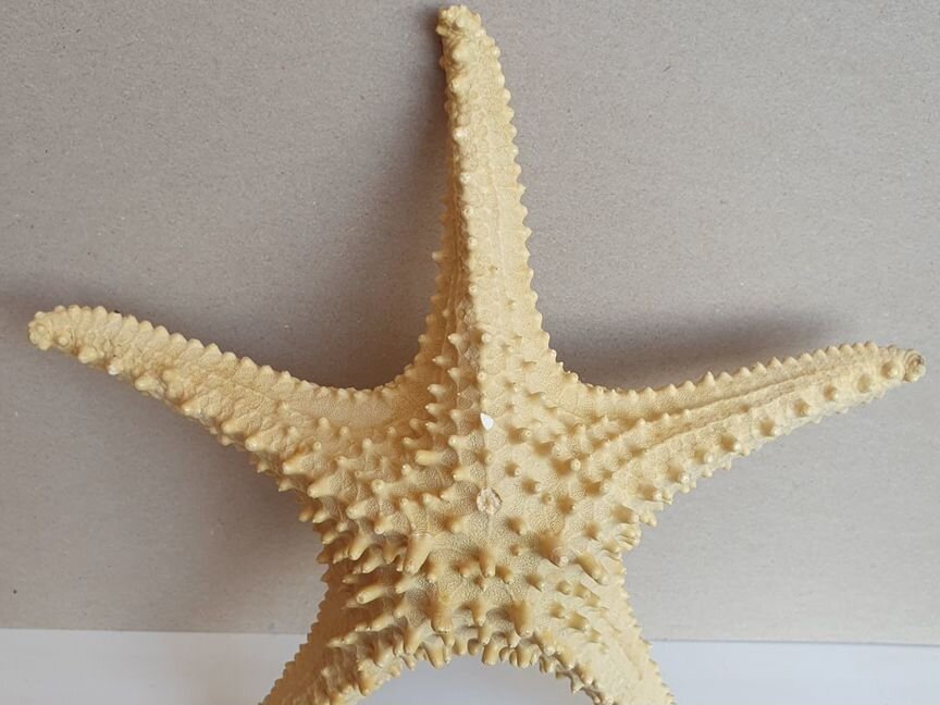 Морская звезда ракушка
