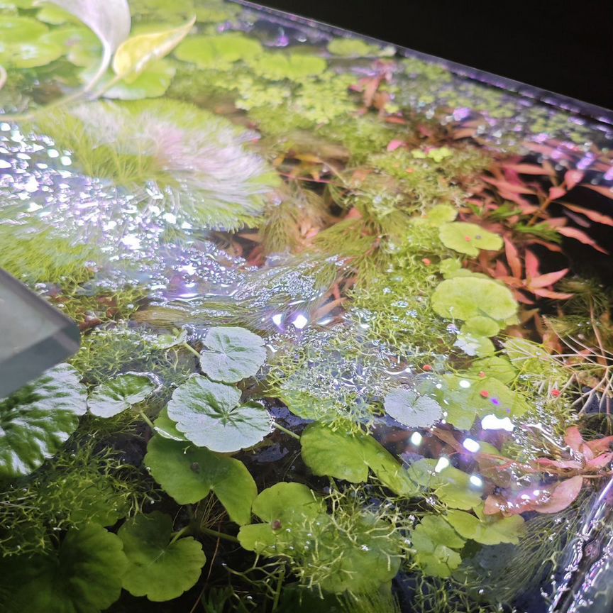 Аквариумная прополка