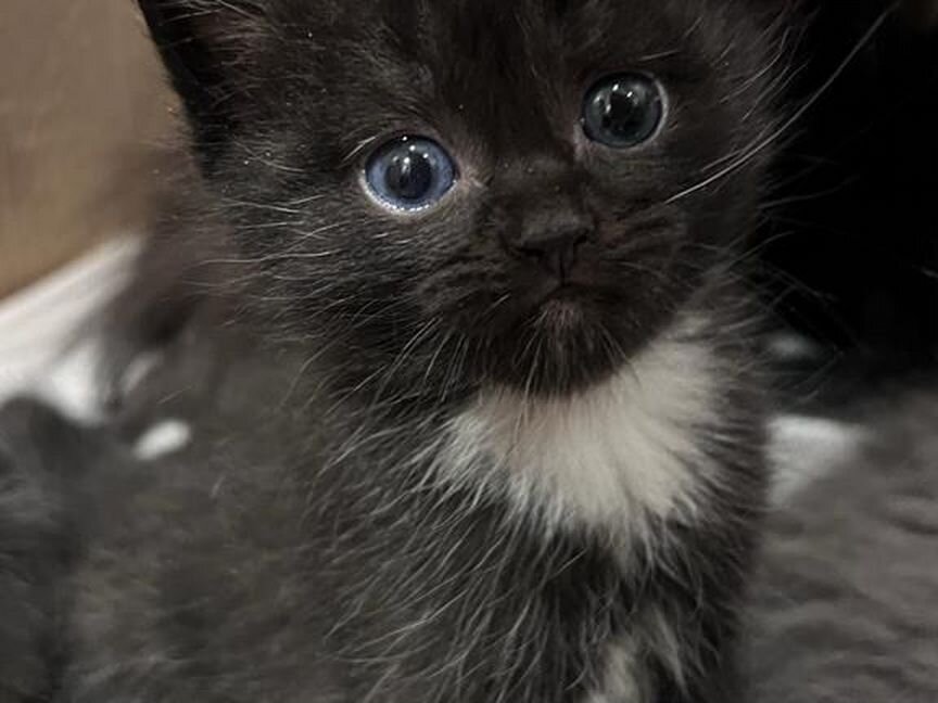 Котята от мейкуна