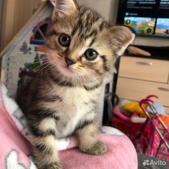 Шотландские котята вислоухая, прямоухая кошечки
