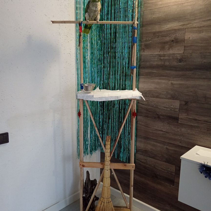 Попугай Амазонский Шнайдер