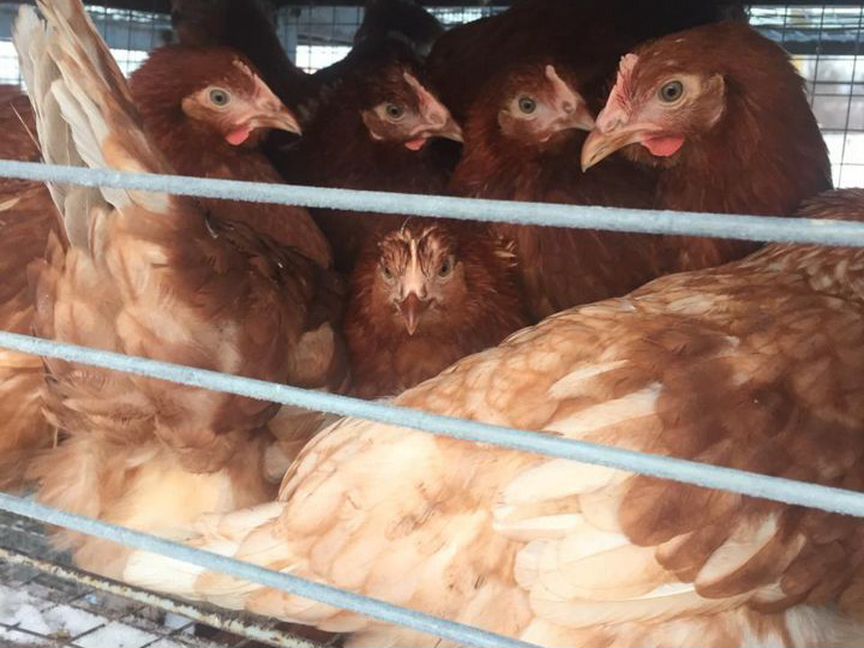 Куры Несушки