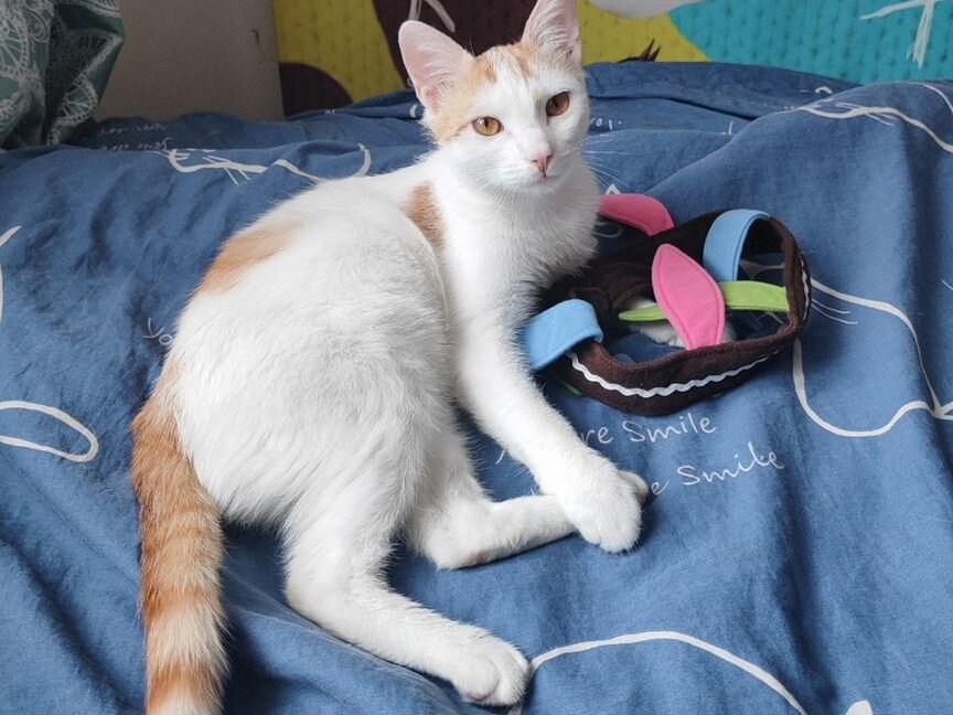 Котик подросток ищет дом