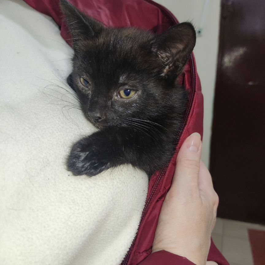 Котёнок в добрые руки