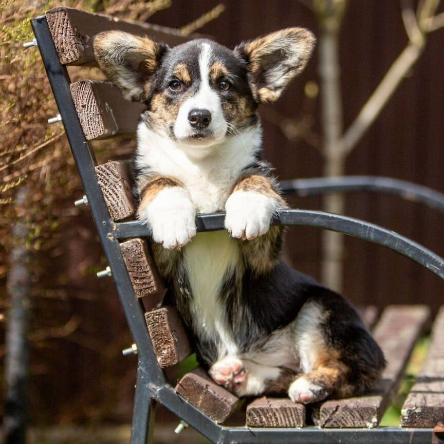 Вельш Корги Кардиган, щенок