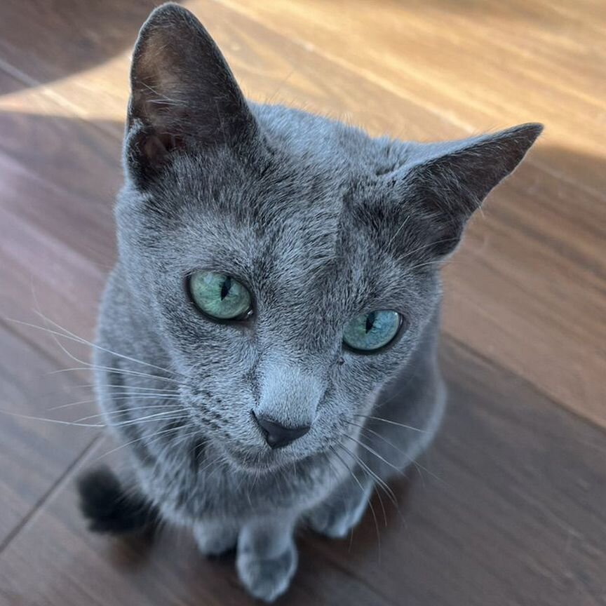 Котята русская голубая