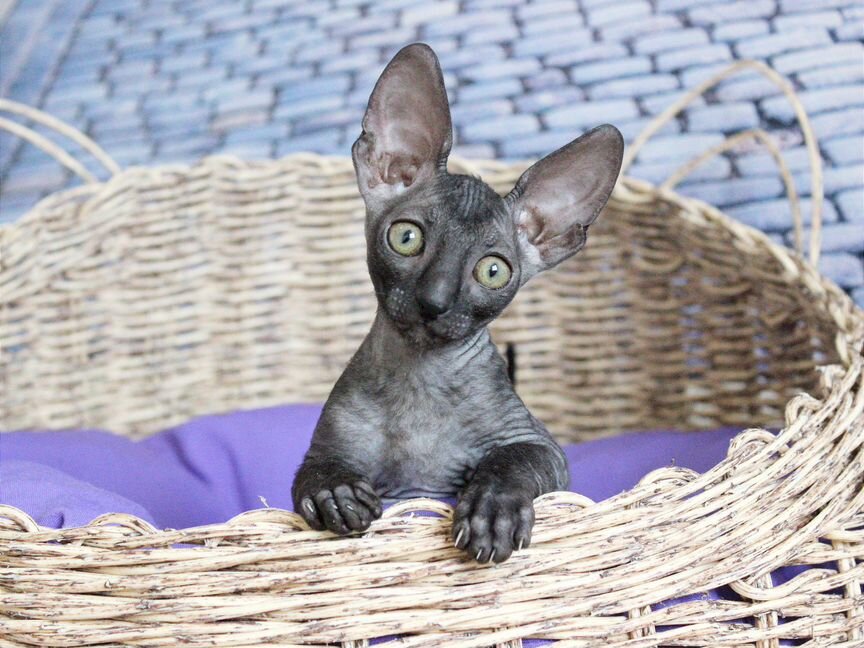 Котятки Корниш-рекс