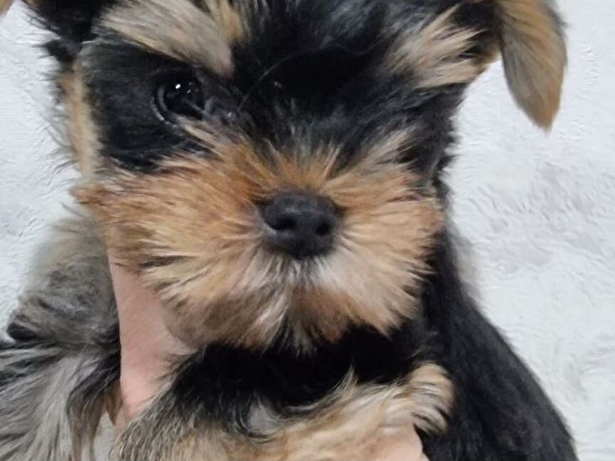 Йоркширский терьер щенки