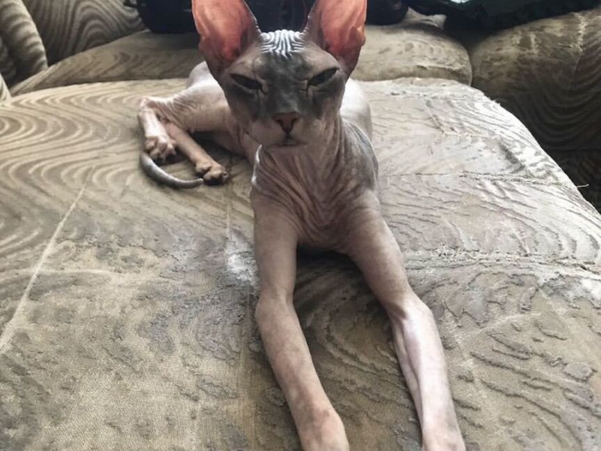 Кошка сфинкс