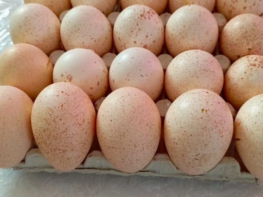 Инкубационное яйцо индейки