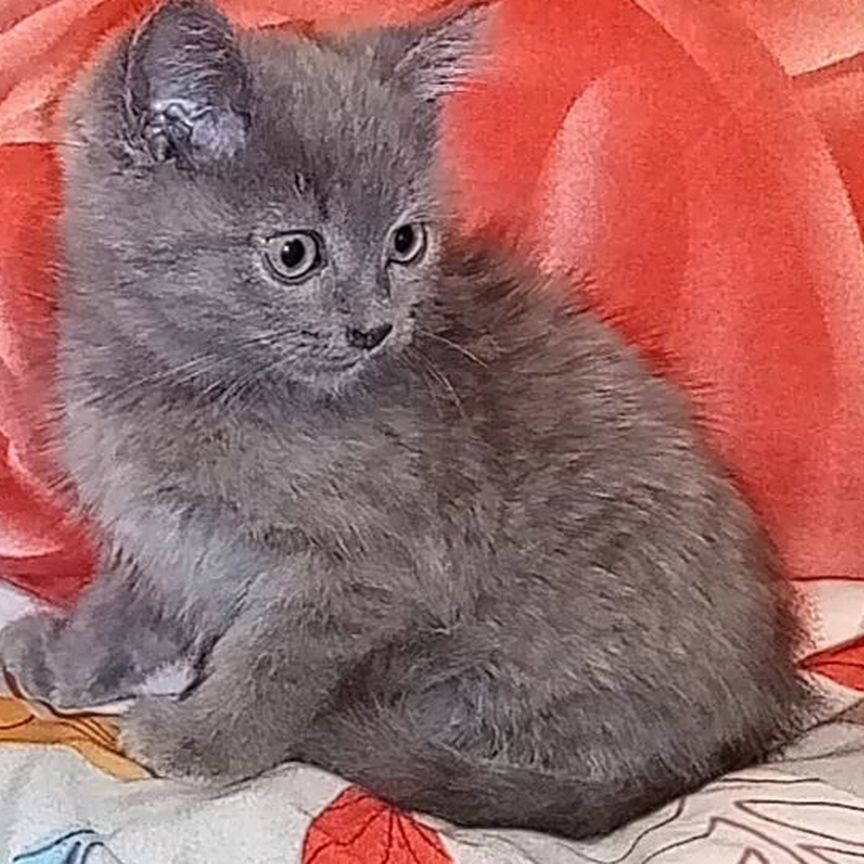 Мальчик 2 месяца, серебристый