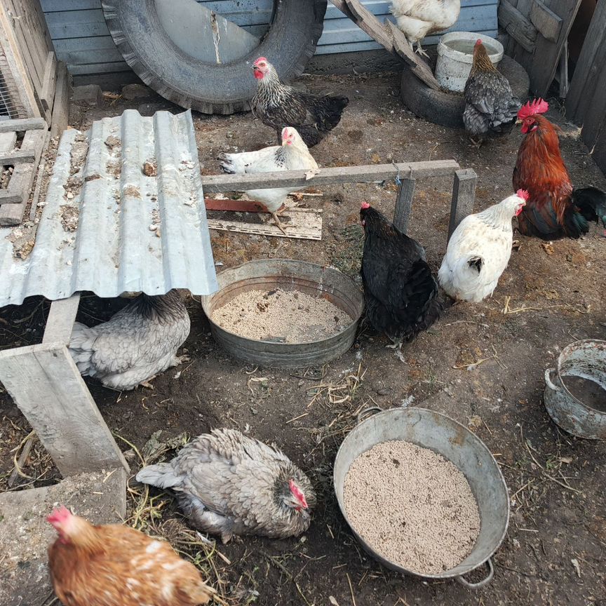 Куры несушки продам