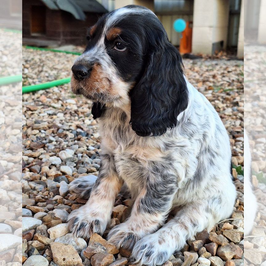 Щенки русского спаниеля