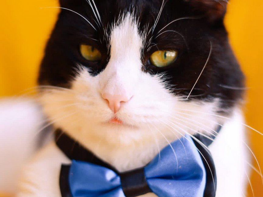 Кот Барон из приюта Некрасовка ищет дом