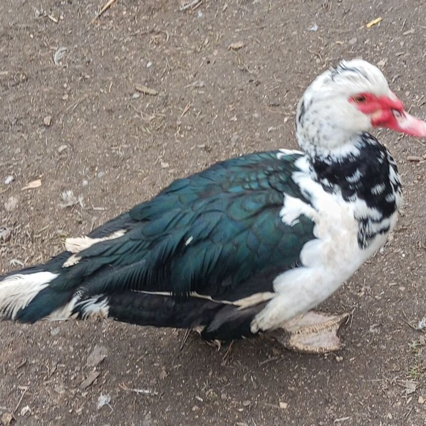 Селезень индоутки