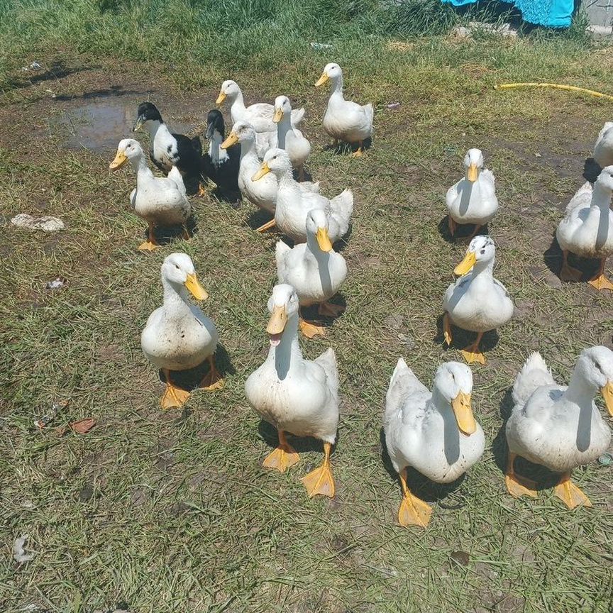 Утка домашняя мясо