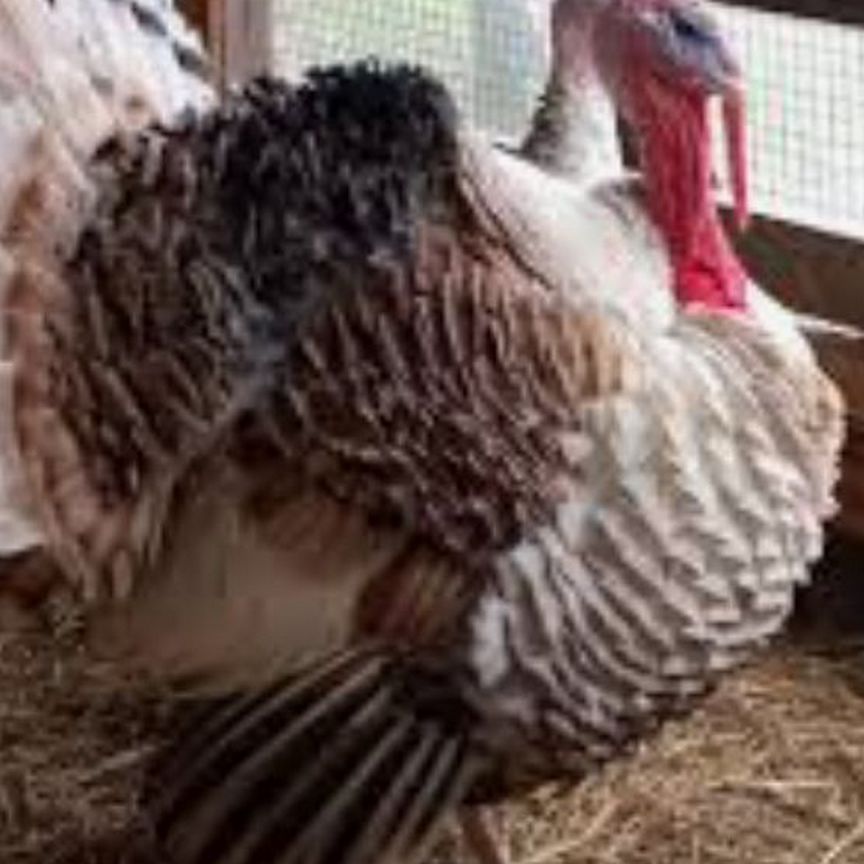 Индюк северокавказские серебро