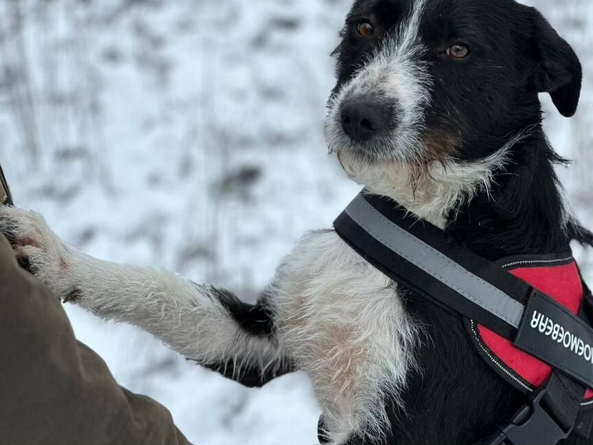 Собака мальчик в добрые руки отдам бесплатно