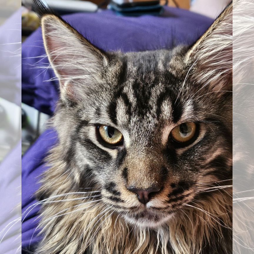 Кот мейн куйн