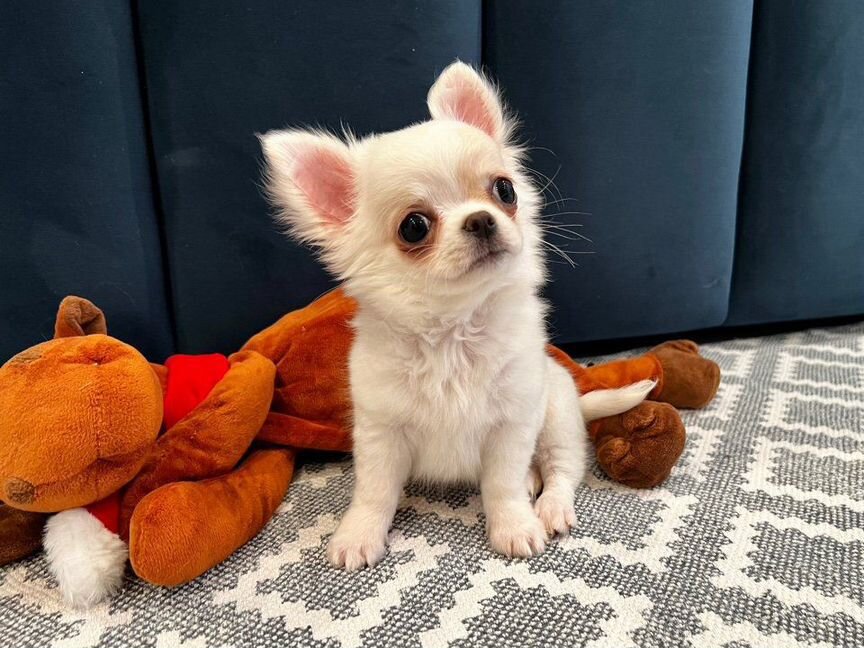 Щенки чихуахуа