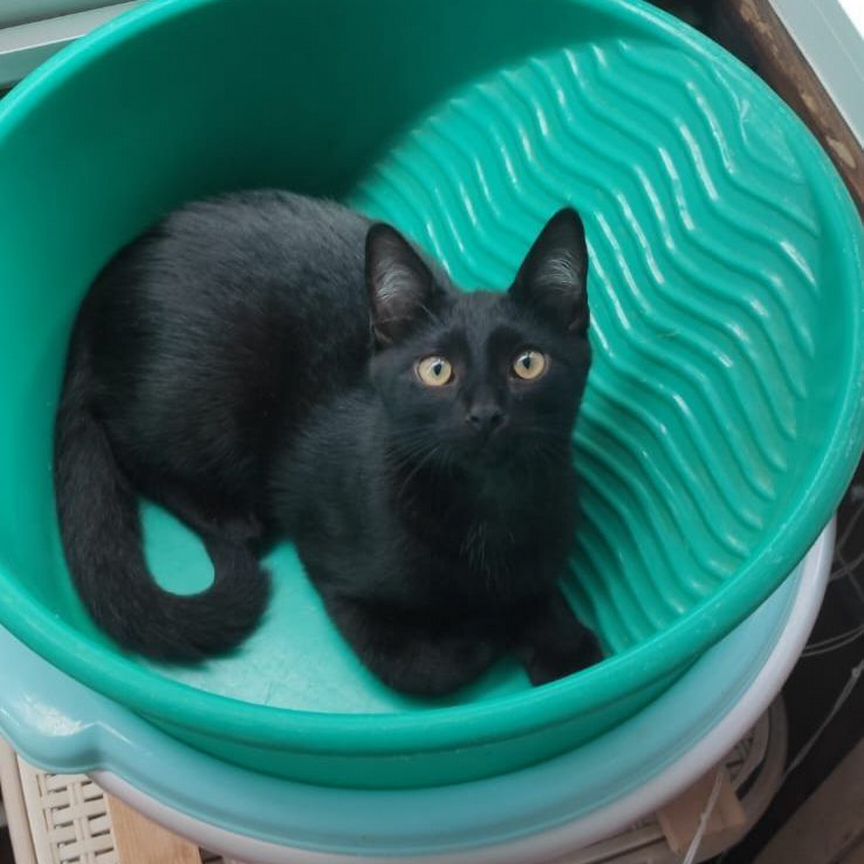 Двое черных котят в дар