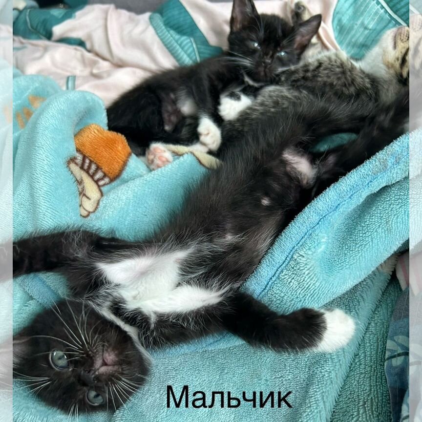Котята в добрые руки даром