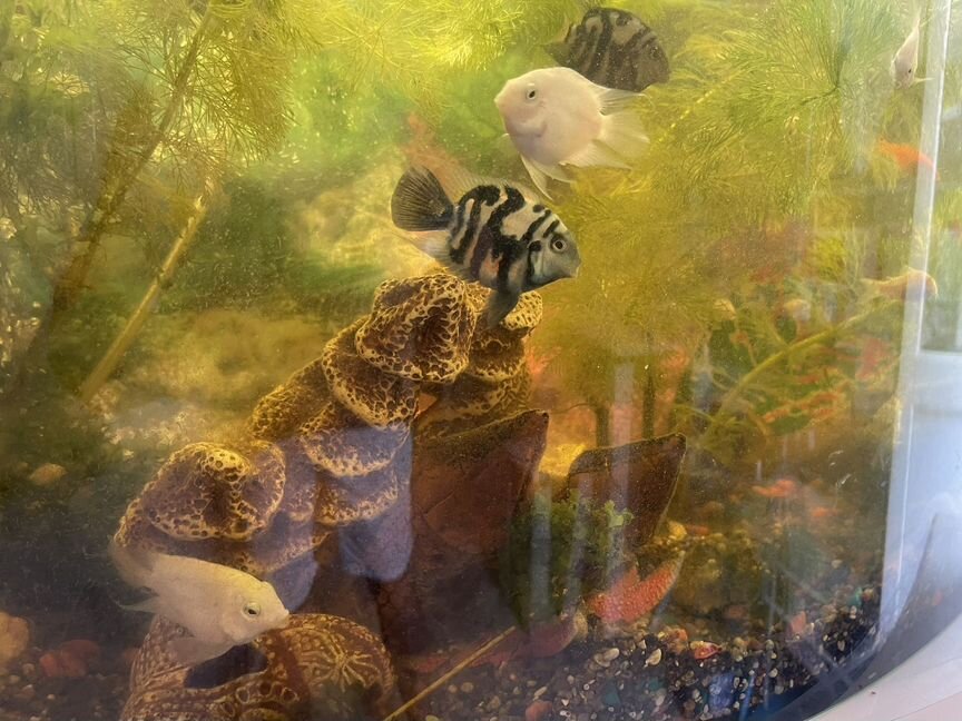 Продам аквариум в месте с рыбкоми и вся система