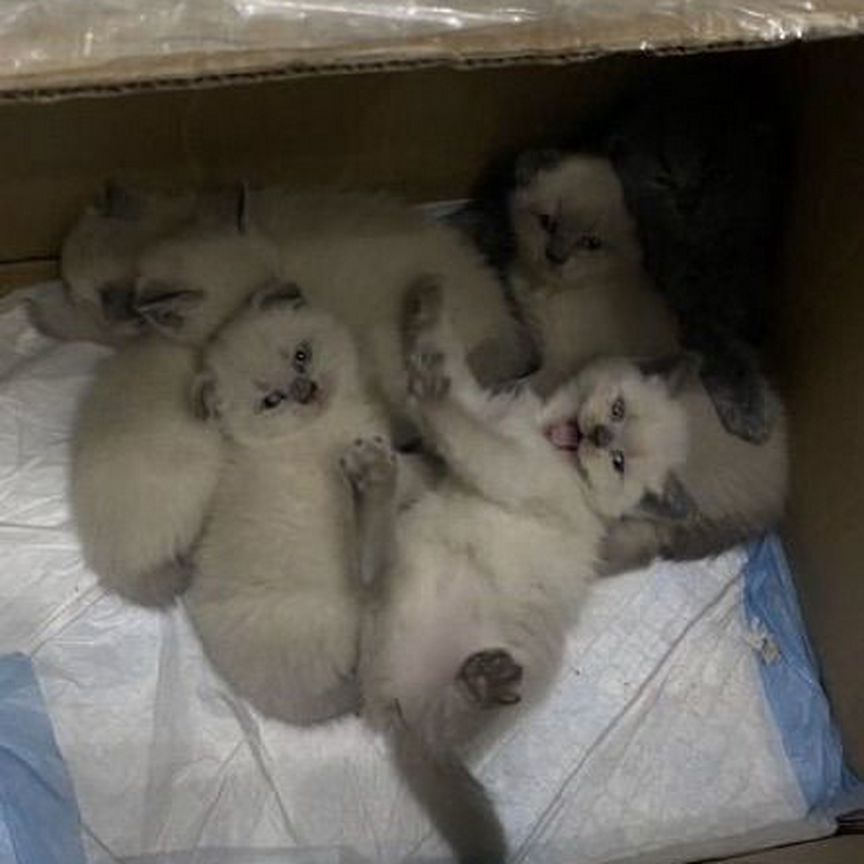 Британские вислоухие котята