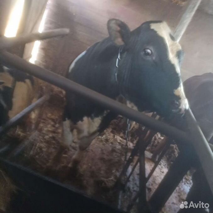 Быки на мясо живым весом