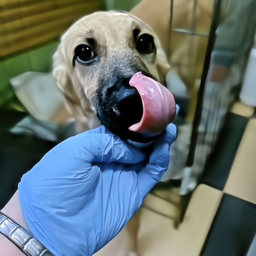 Щенок в добрые руки