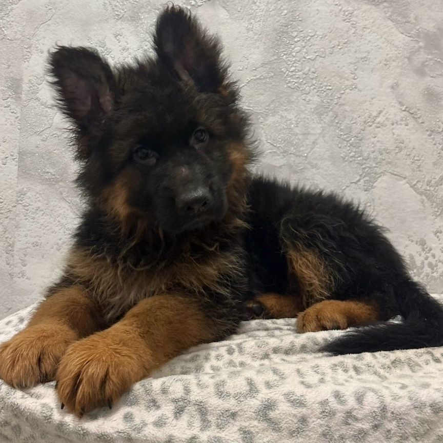 Немецкая овчарка, щенок