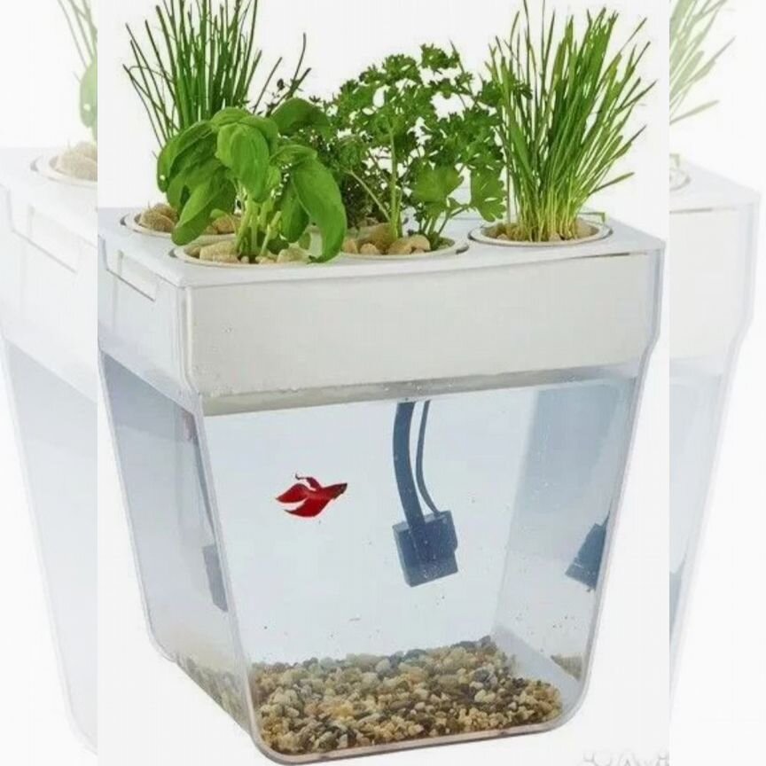 Акваферма 2 в 1: аквариум с выращиванием растений
