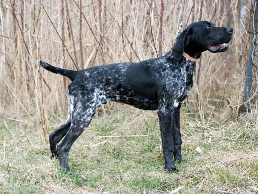 Немецкий курцхаар. Кобель.Рабочий. Документы РКФ