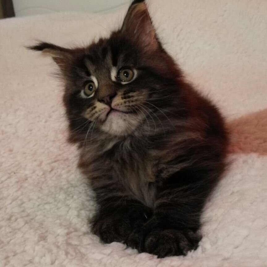 Мейн-кун котёнок