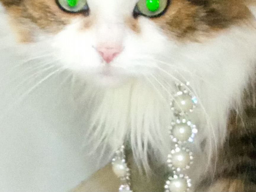 Кра савица Пуша в семью