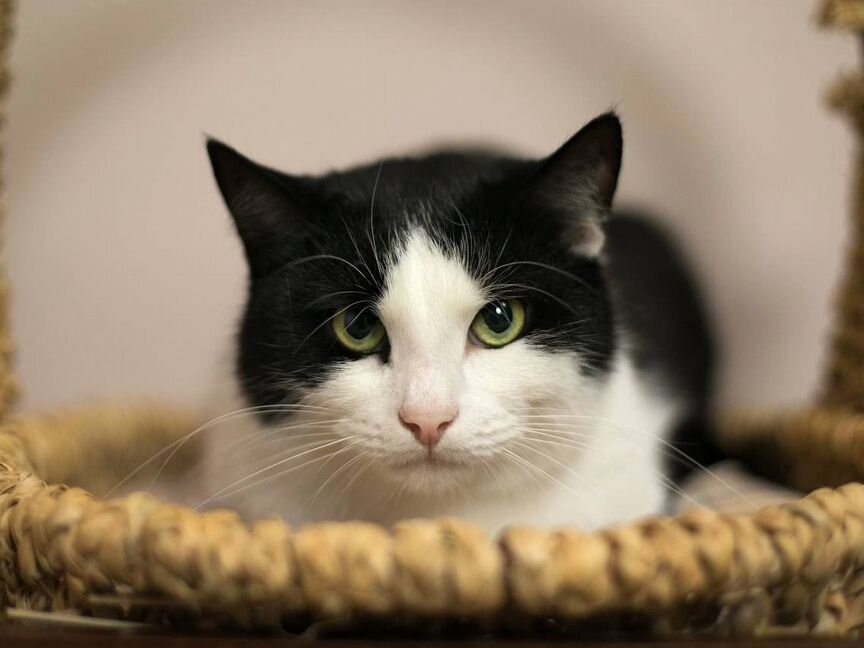 Классный котик в добрые руки