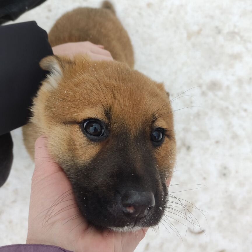 Щенки 1 месяц