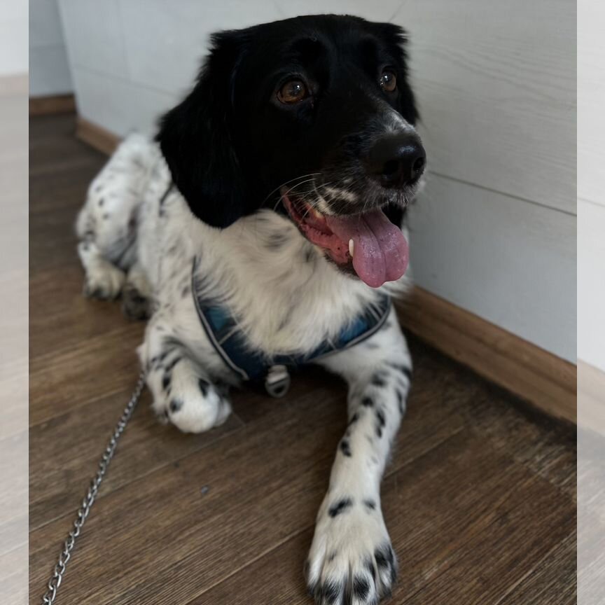 Русский охотничий спаниель, взрослый пёс