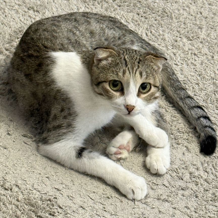 Взрослая кошка от частного владельца