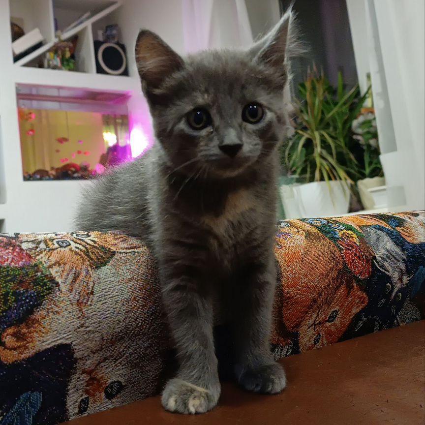 Котёнок от частного владельца