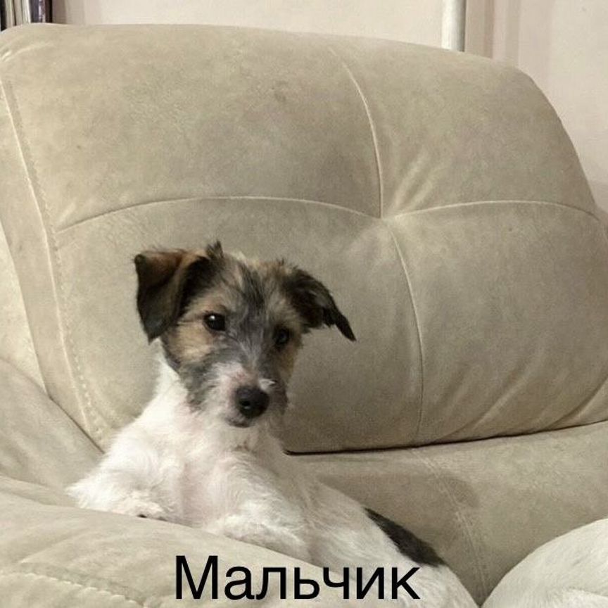 Щенок Джек Рассел Терьер