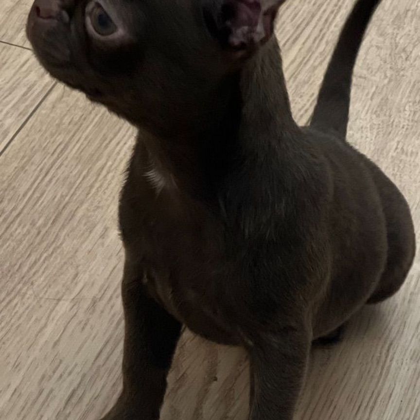 Шоколадный мальчик