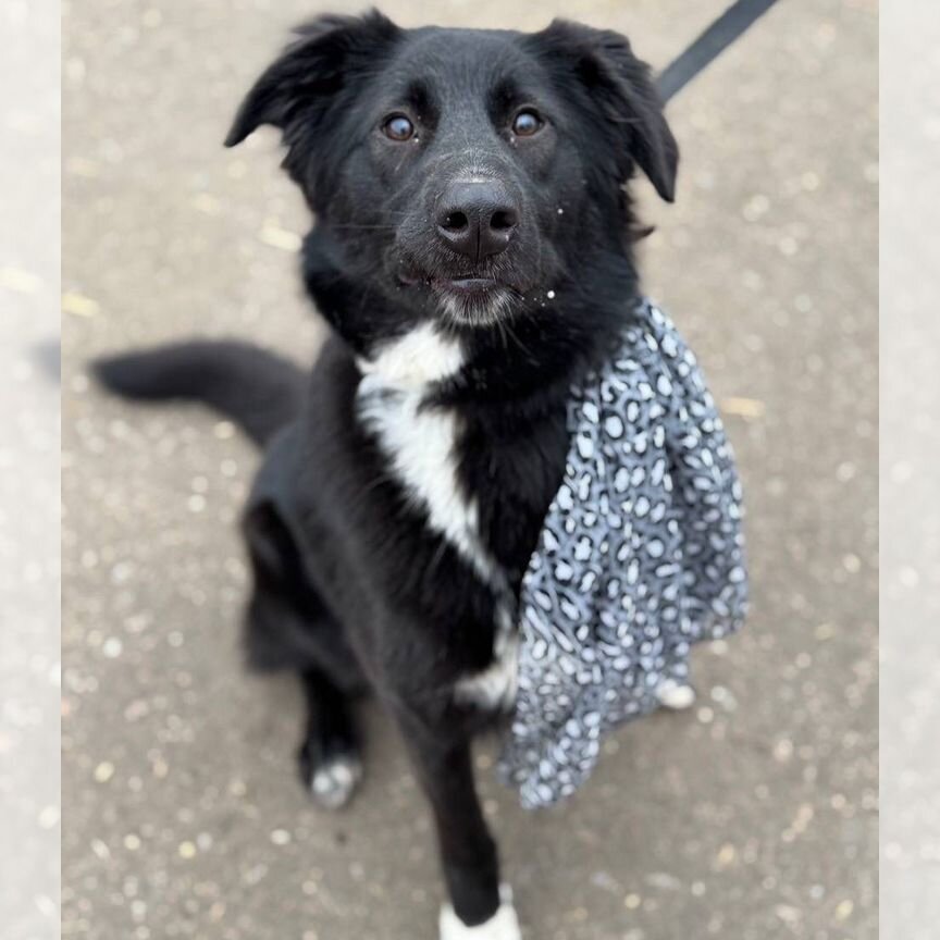 Взрослая собака в добрые руки