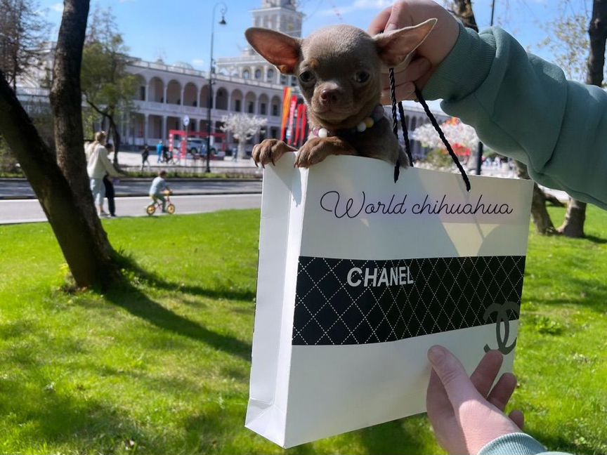 Шикарный Лиловый Мальчишка