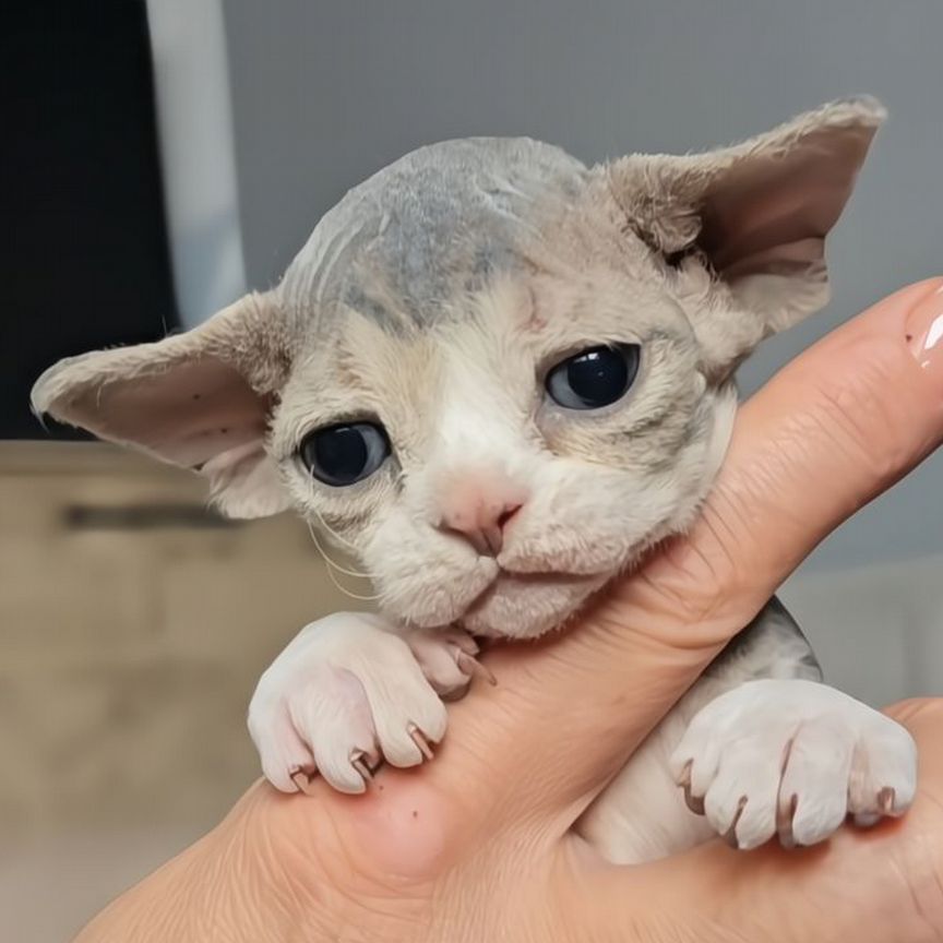 Девон-рекс котёнок