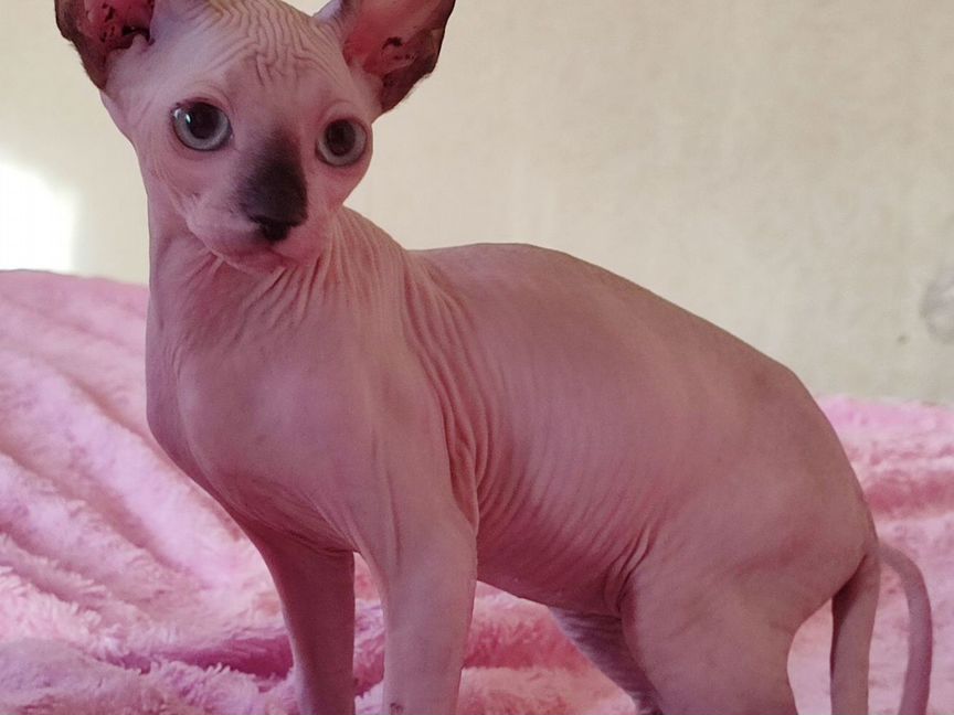 Канадский сфинкс котята