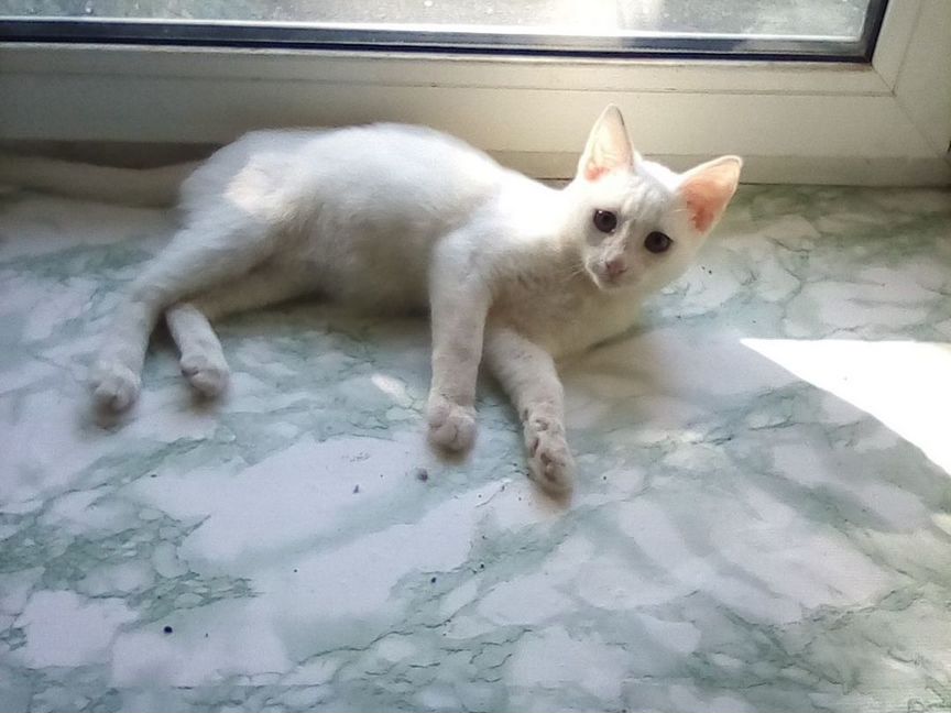 Котик